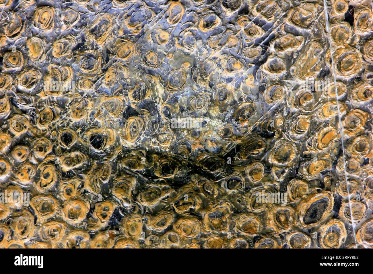 Fossil texture feature Stock Photo - Alamy