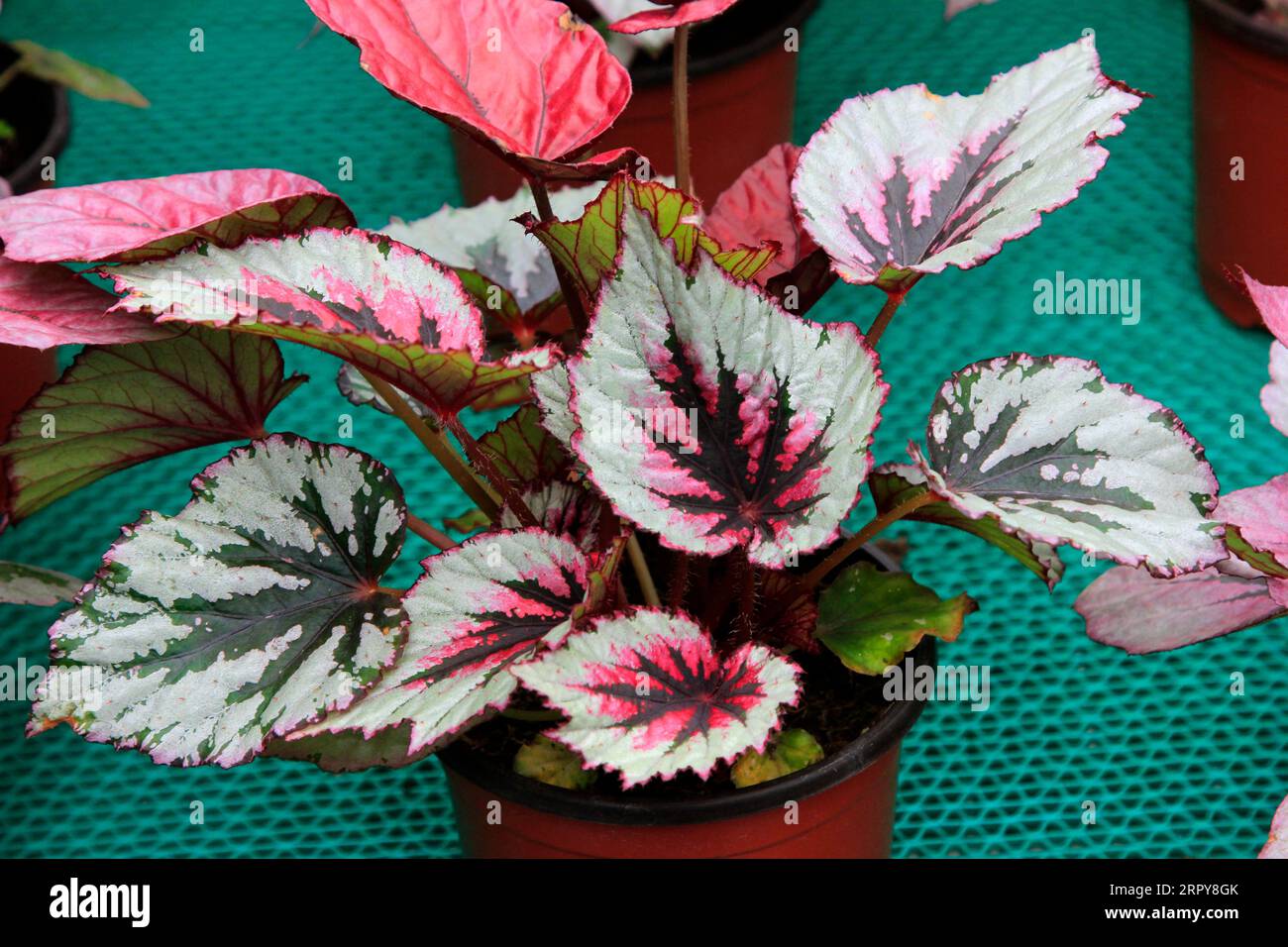 Beautiful foliage plants hi-res stock photography and images - Alamy