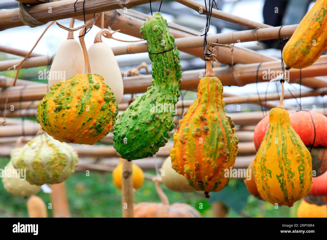 Mature melons hi-res stock photography and images - Alamy