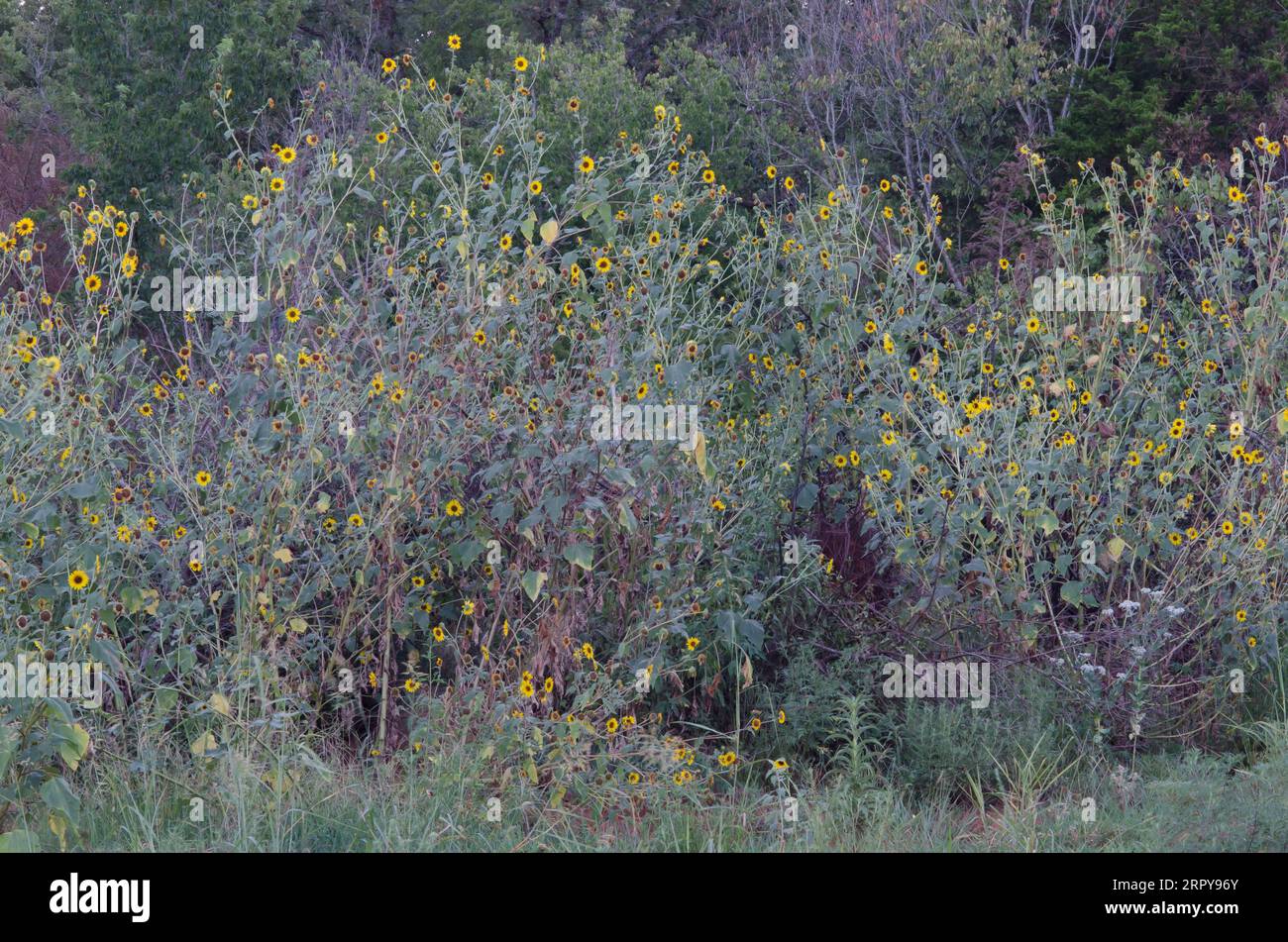 Wild annual sunflower hi-res stock photography and images - Alamy