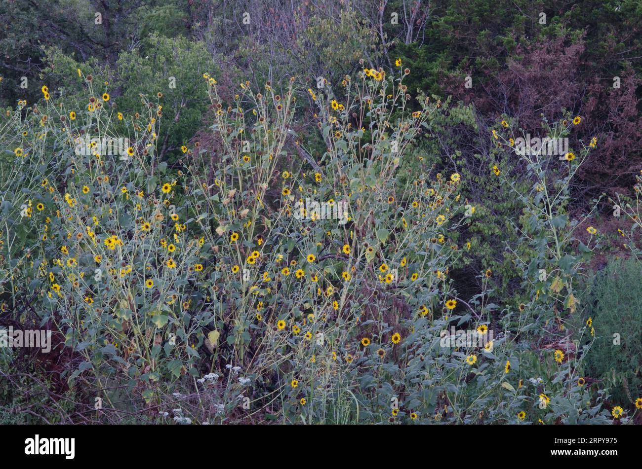 Common Sunflower, Helianthus annuus Stock Photo - Alamy