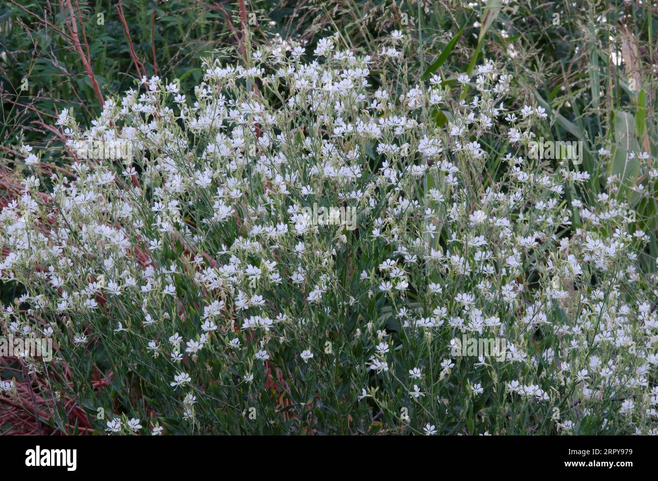 Large Flowered Gaura, Oenothera filiformis Stock Photo - Alamy