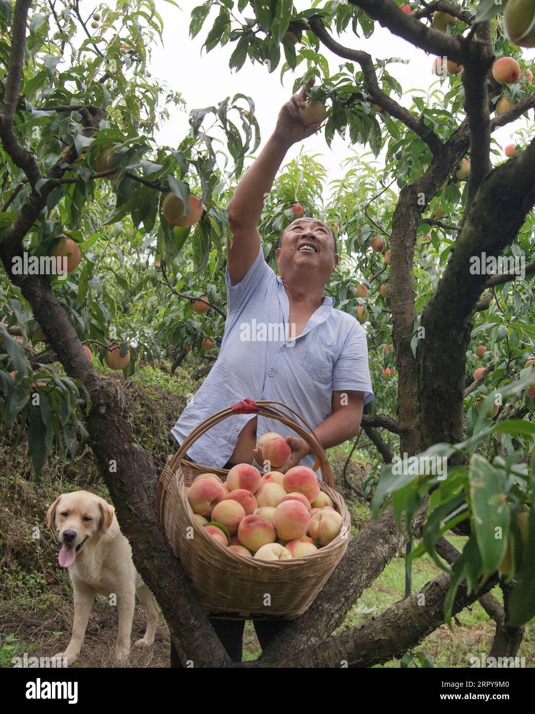 200621 -- ANKANG, June 21, 2020 -- Li Zengyi picks peaches at the peach ...