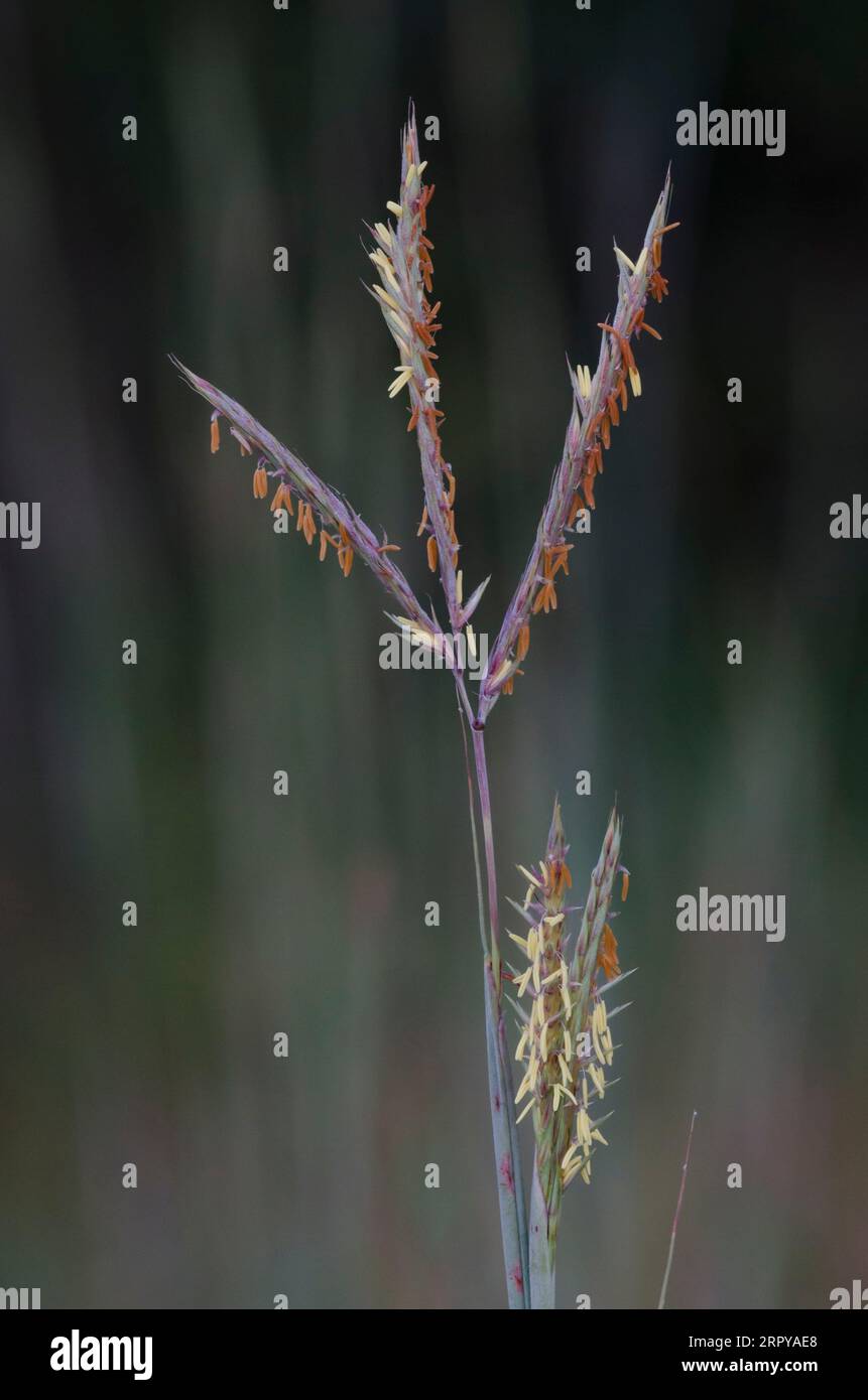 Bluestem hi-res stock photography and images - Alamy