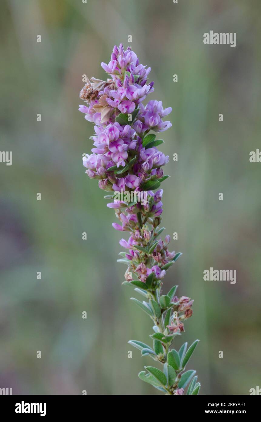 Bush clover lespedeza hi-res stock photography and images - Alamy