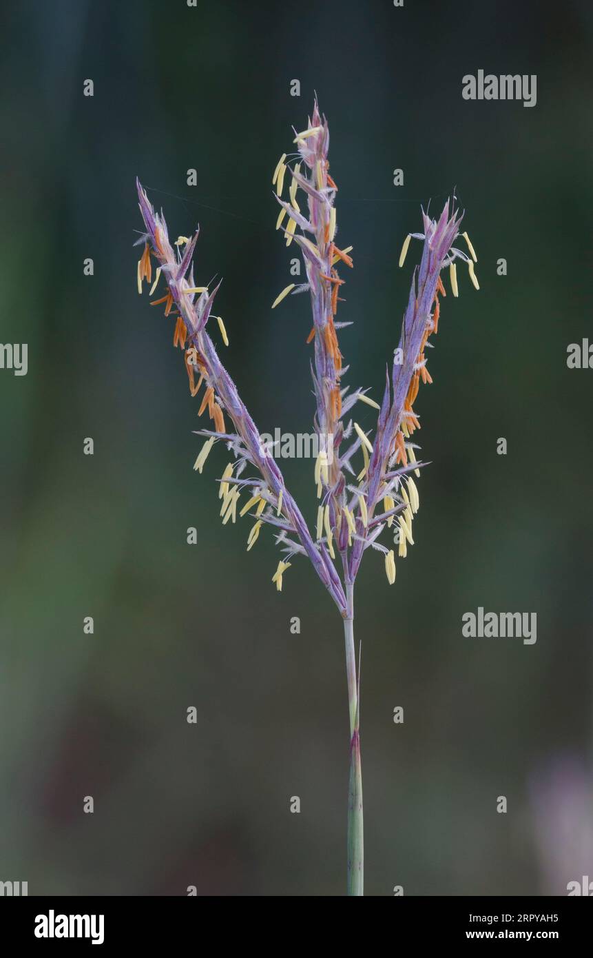 Andropogon Gerardii Flower
