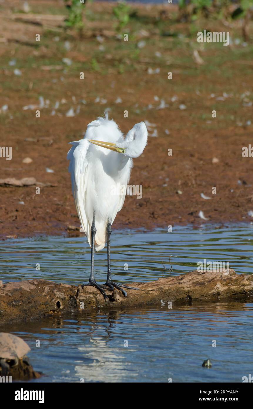 Great Egret, Ardea alba, preening Stock Photo - Alamy