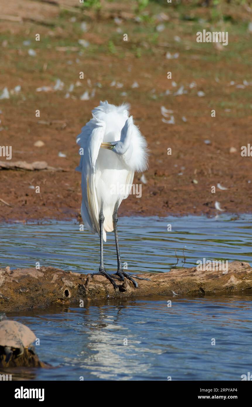 Great Egret, Ardea alba, preening Stock Photo - Alamy