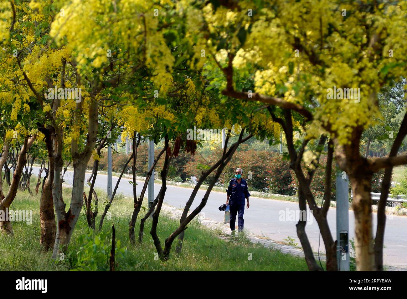 200623 -- ISLAMABAD, June 23, 2020 -- A man walks under blooming cassia ...