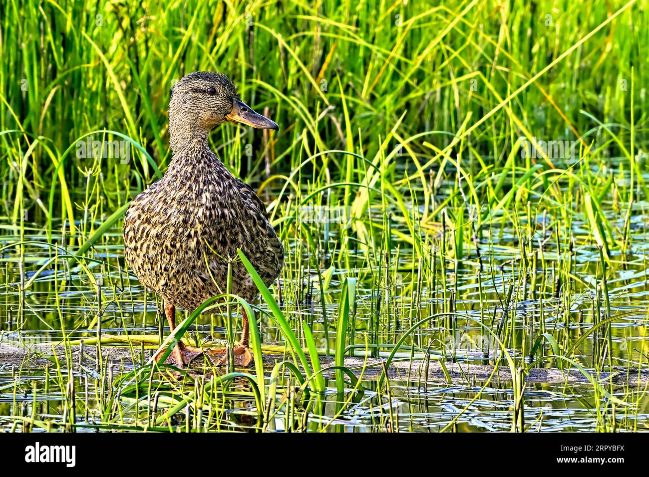 A close image of a female mallard duck" Anas platyrhynchos", resting on ...