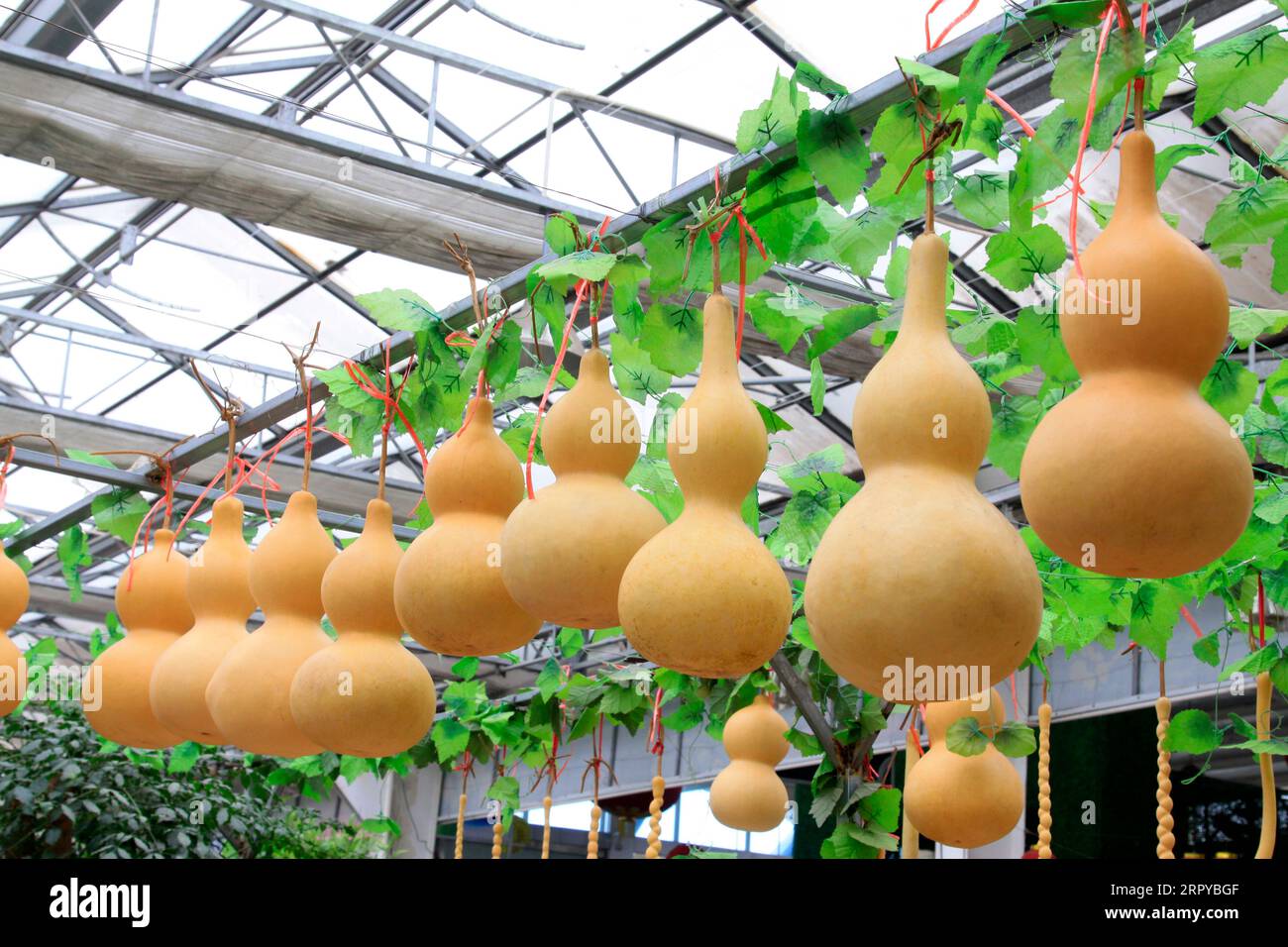 Hanging gourds hi-res stock photography and images - Alamy