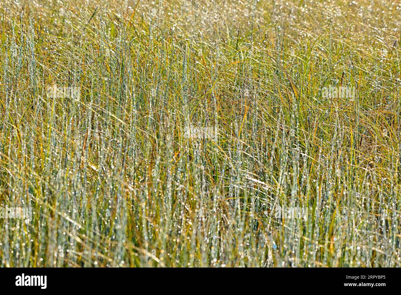 An image of marsh grass in late summer with dew drops backlit by the ...