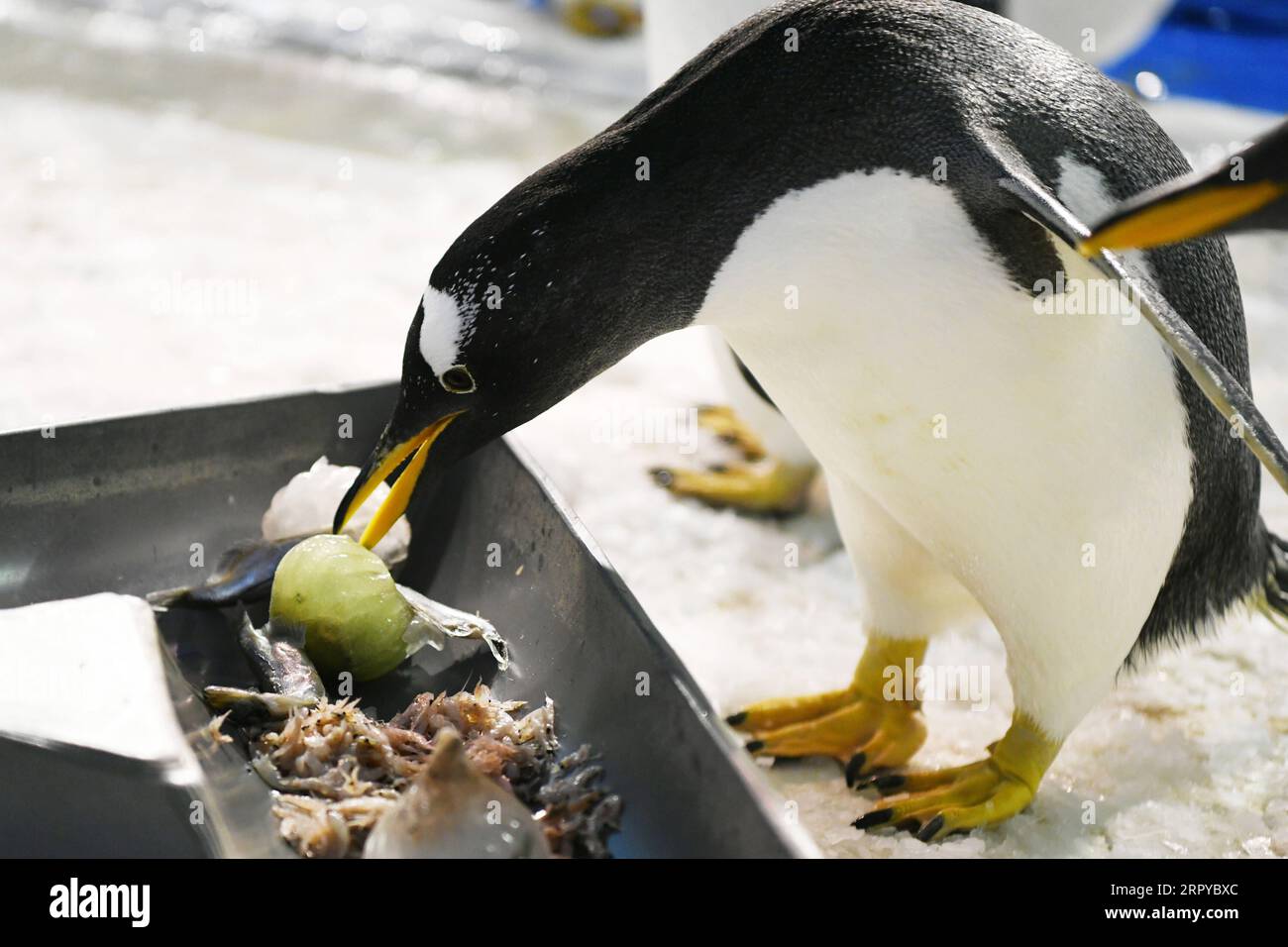 Penguin s fish hi-res stock photography and images - Alamy