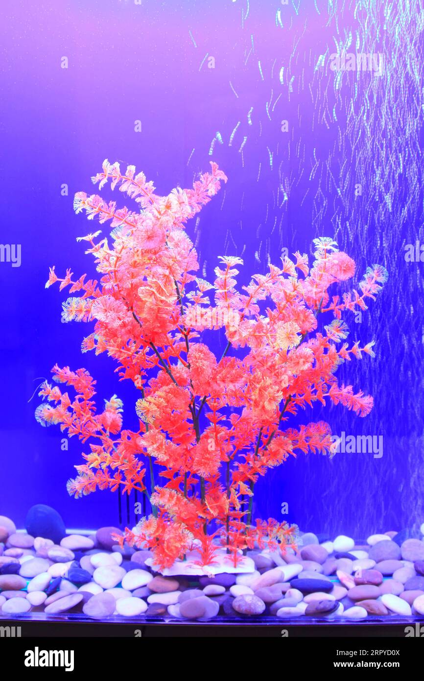 Red aquatic hi-res stock photography and images - Alamy