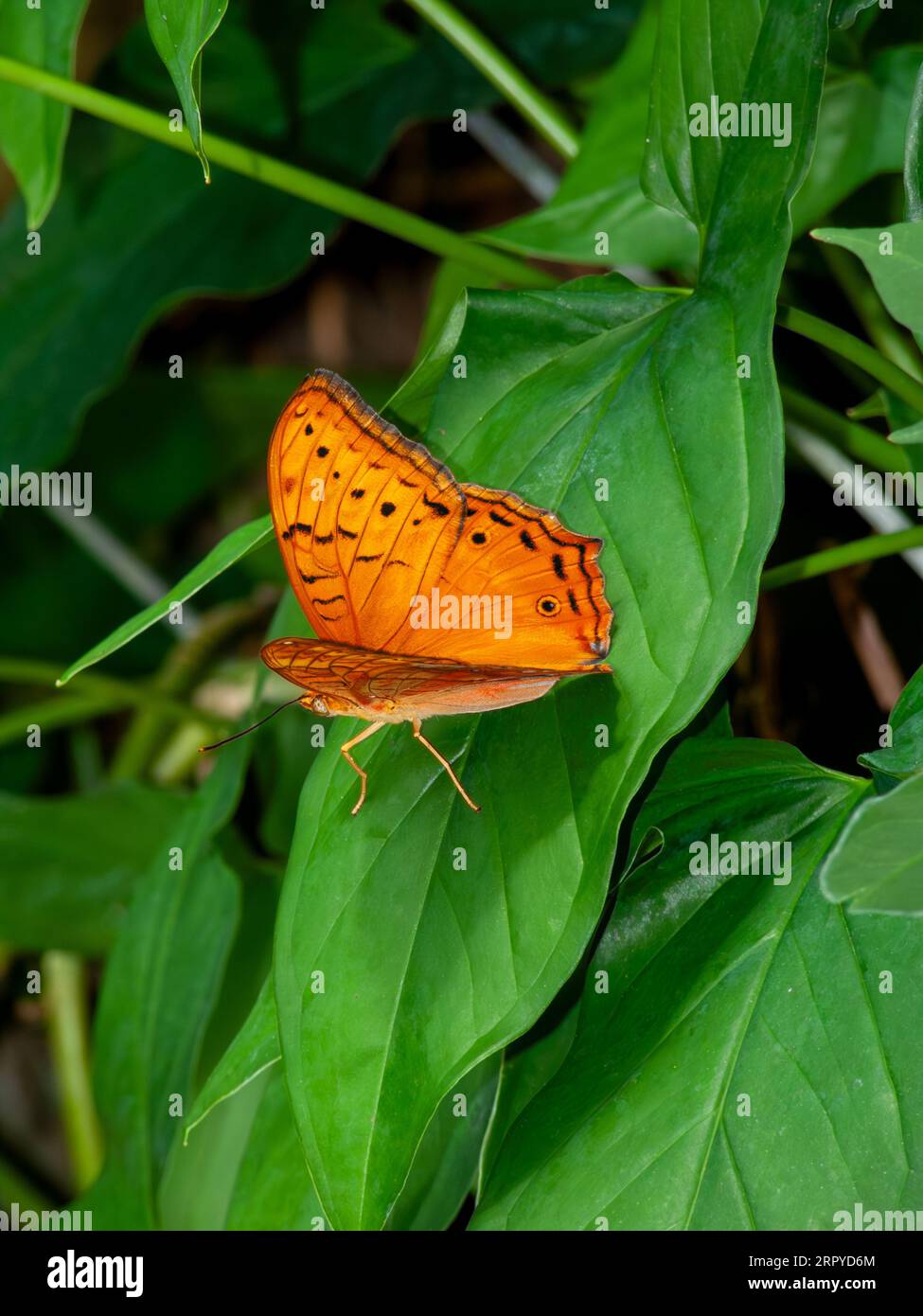 Spotted Rustic Butterfly, Phalanta phalantha, common leopard, captive ...