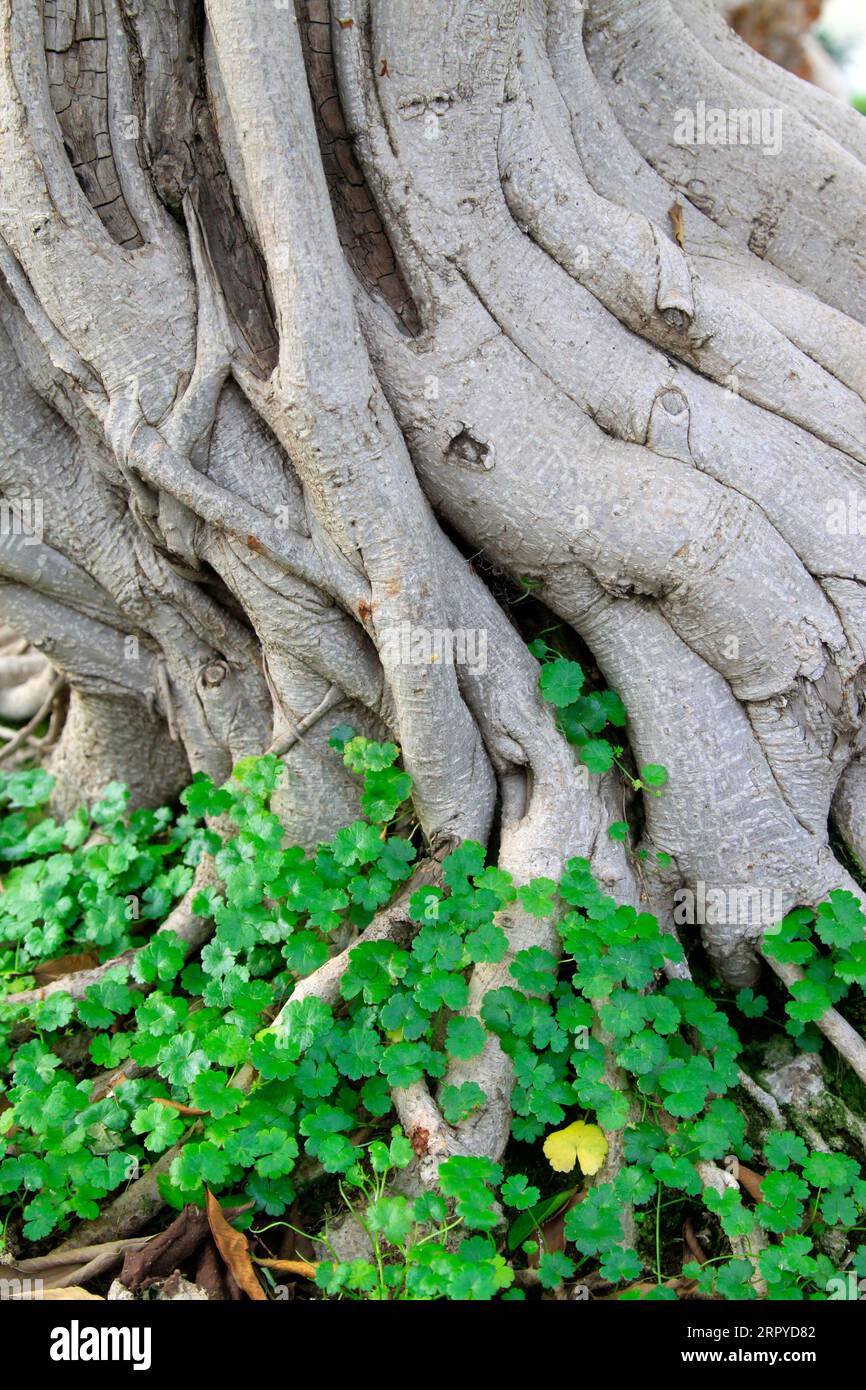 Roots together hi-res stock photography and images - Alamy