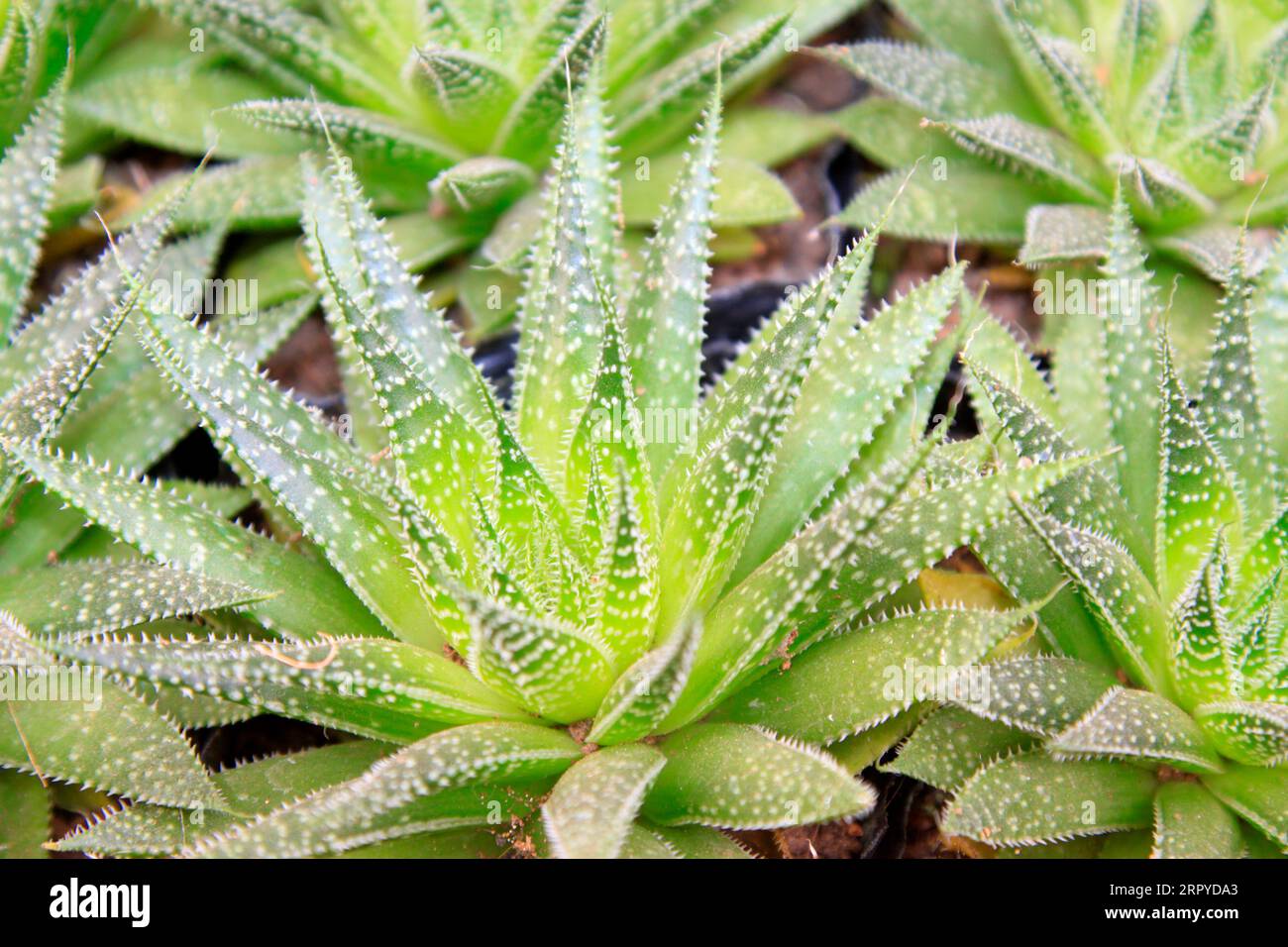 Aloe vera leaves products hi-res stock photography and images - Alamy