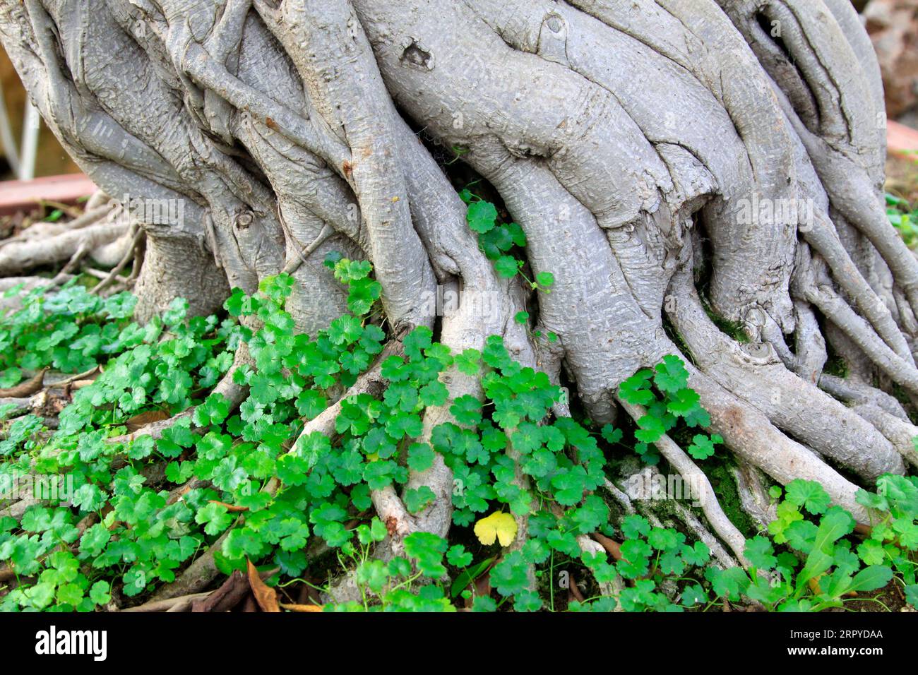 Roots together hi-res stock photography and images - Alamy