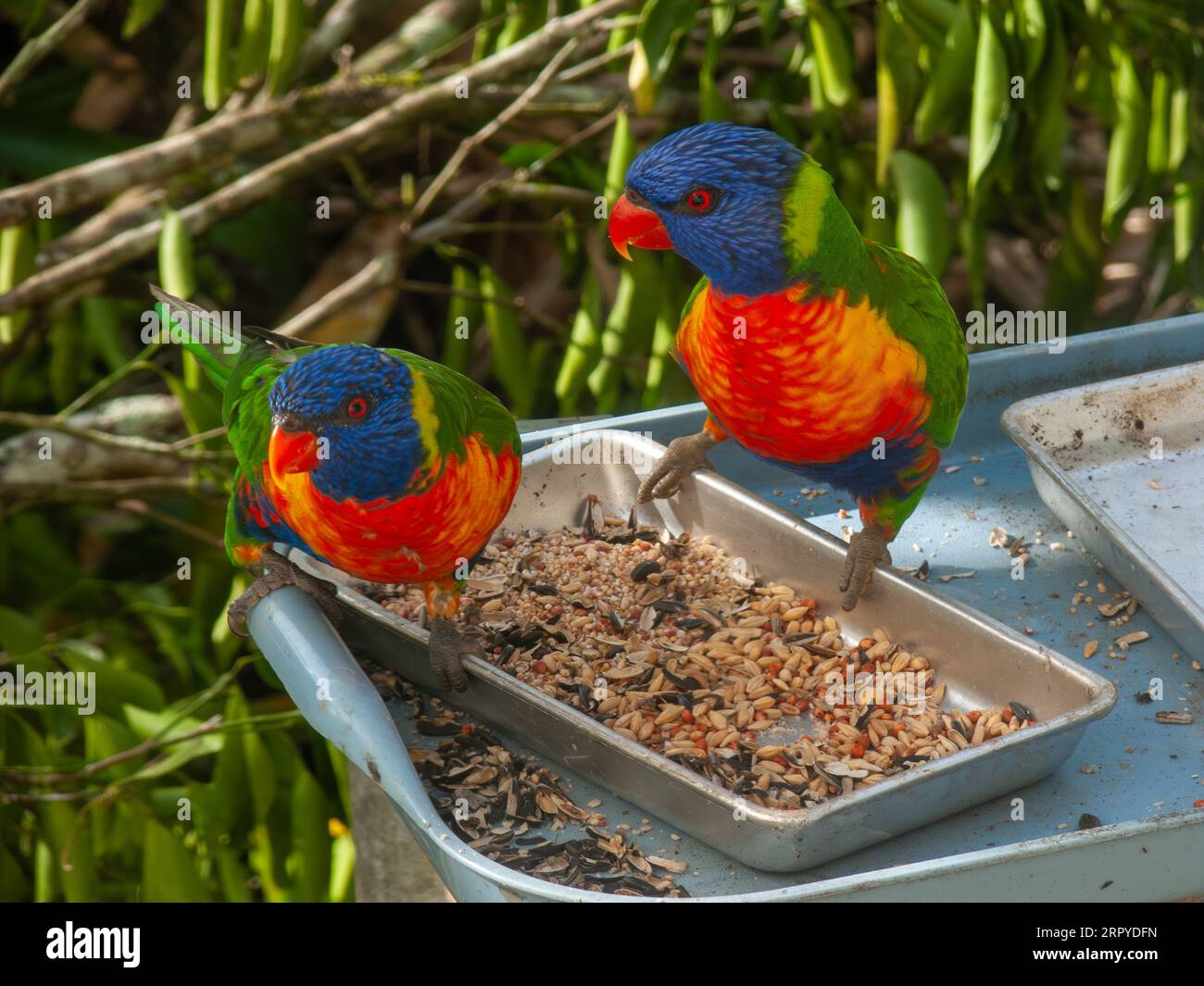 Rainbow Lorikeet, Trichoglossus mouccanus, at bird feeder, Malanda ...