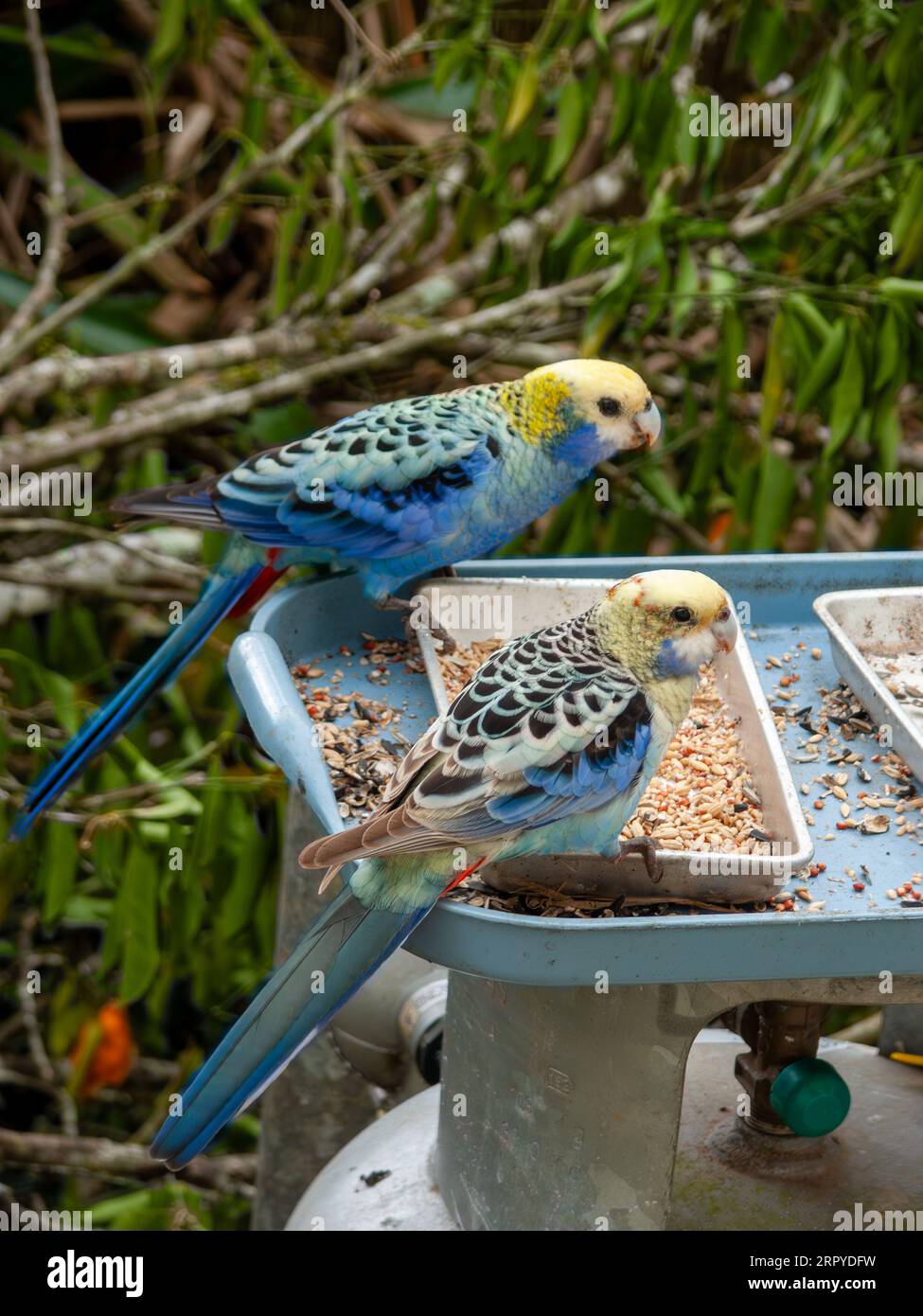 Pale-headed rosella, Pale shouldered rosella, Platycercus adscitus ...