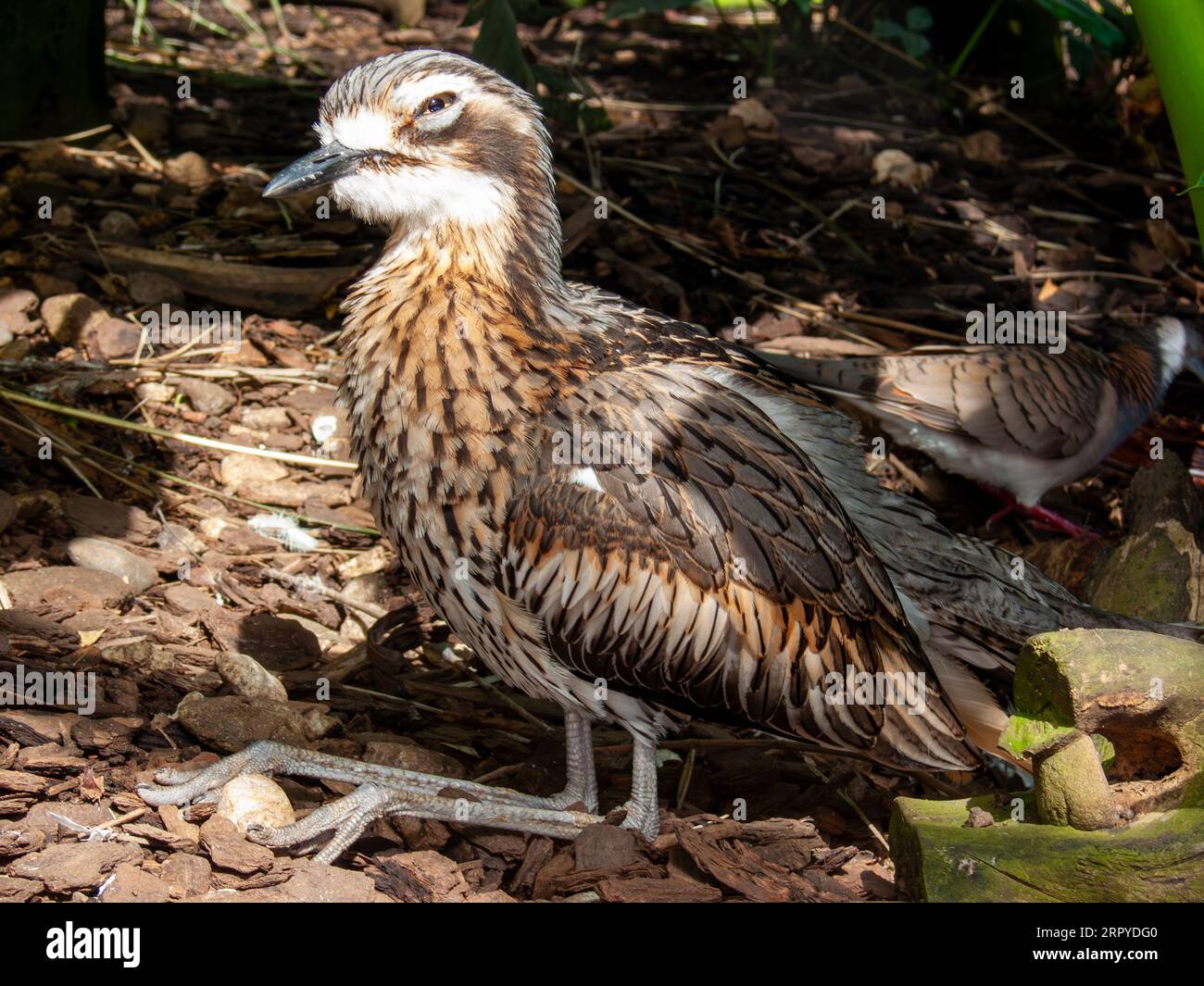 Bush stone-curlew, Burhinus grallarius, Burhinus magnirostris,, Cairns ...