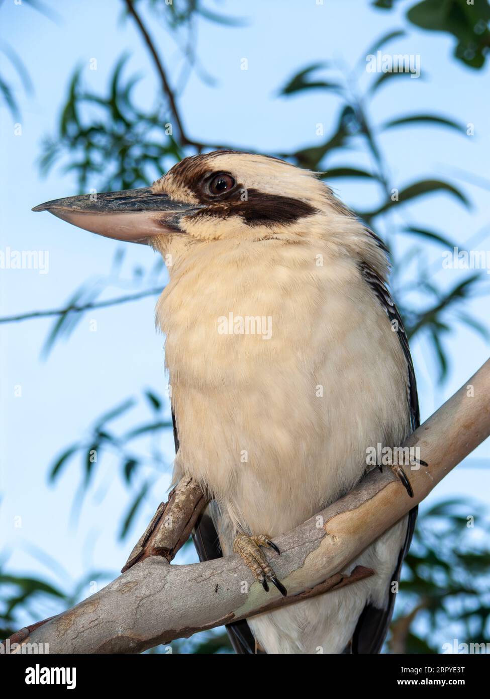 Kookaburra, Laughing Kookaburra, Dacelo novaeguineae, wild, Koah ...