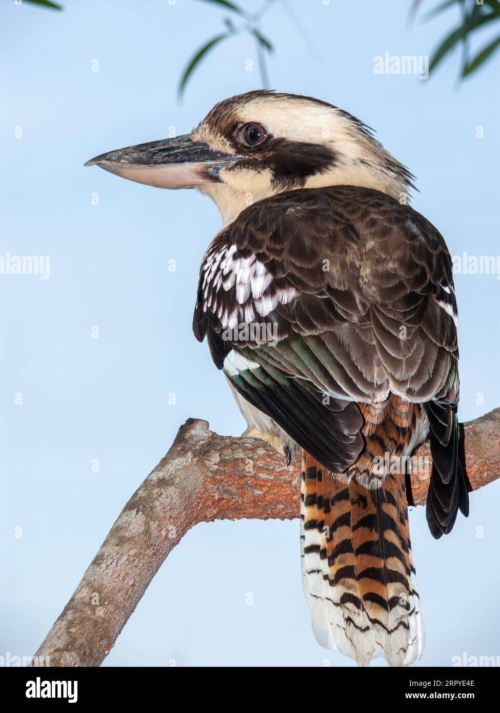 Kookaburra, Laughing Kookaburra, Dacelo novaeguineae, wild, Koah ...