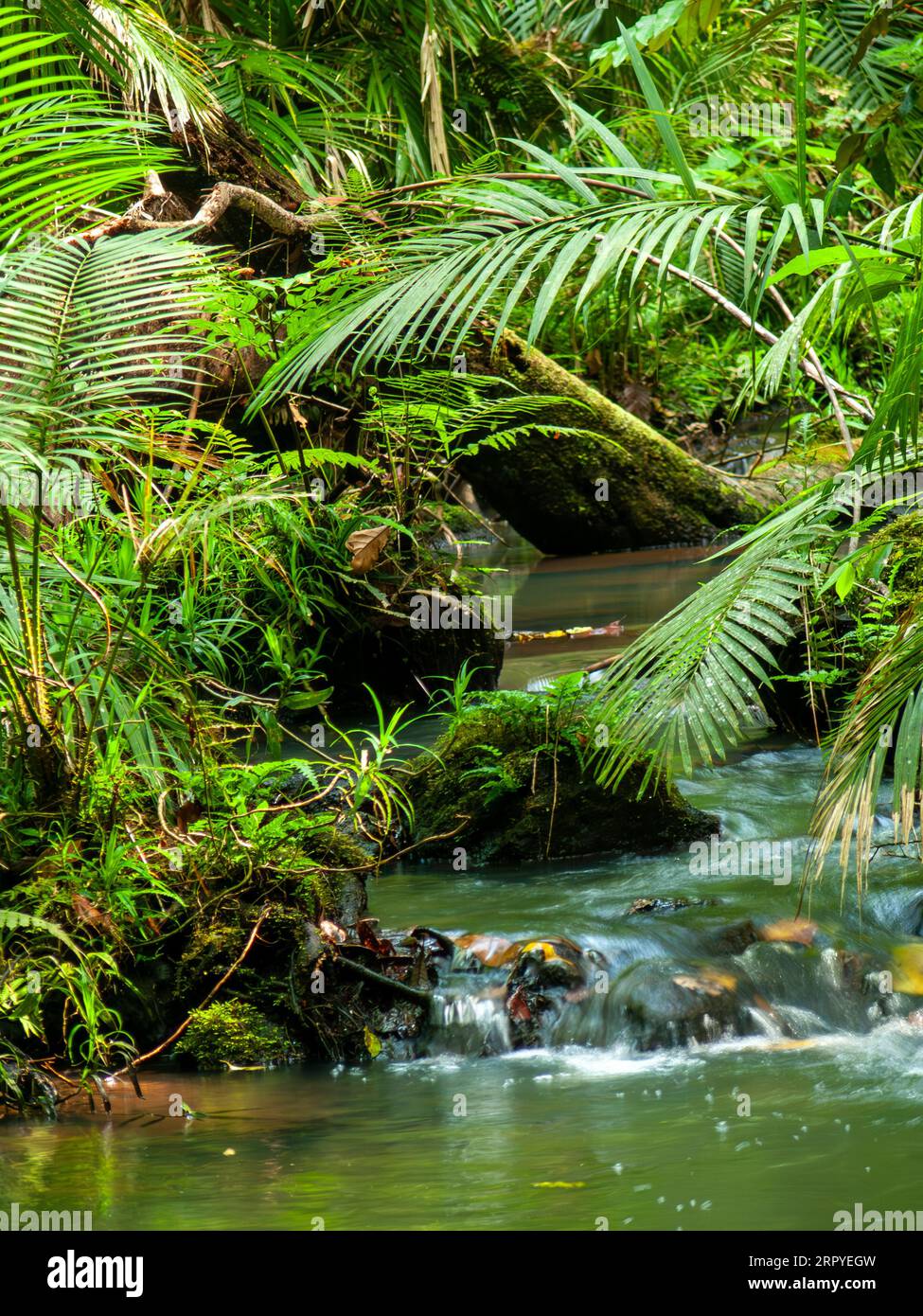 Rainforest scene hi-res stock photography and images - Alamy