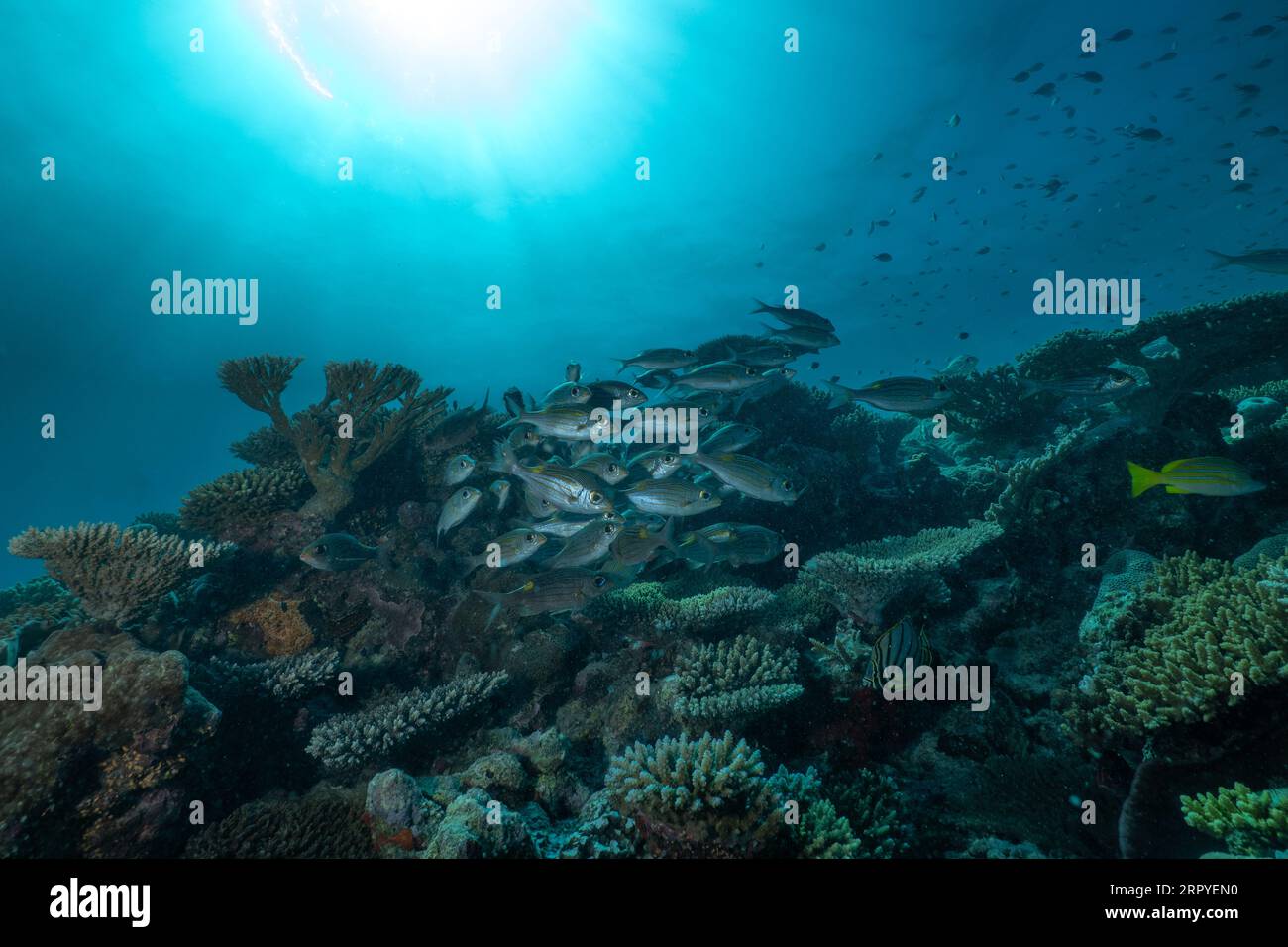 dive one the reef of Boueni passage in south of Mayotte lagoon Indian ...