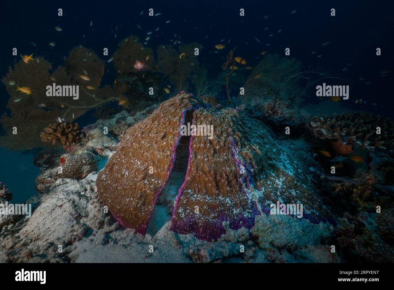 dive one the reef of Boueni passage in south of Mayotte lagoon Indian ...