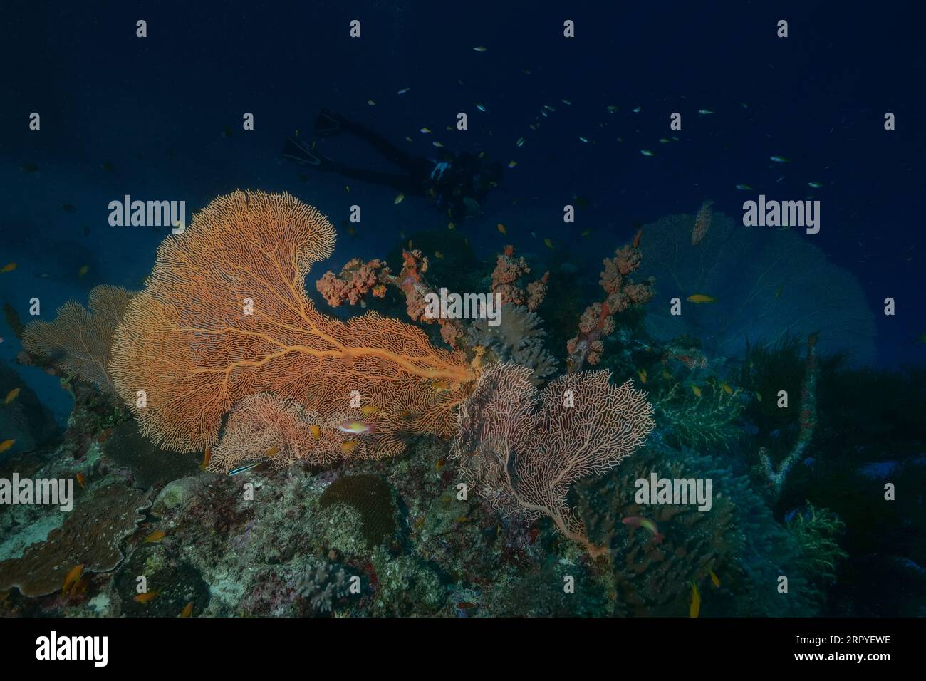 dive one the reef of Boueni passage in south of Mayotte lagoon Indian ...