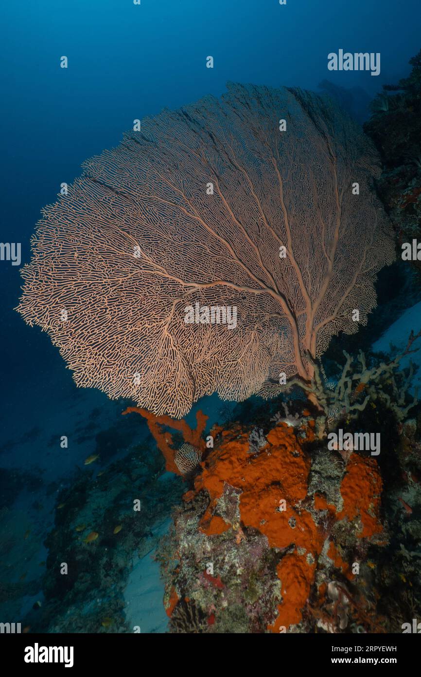 dive one the reef of Boueni passage in south of Mayotte lagoon Indian ...