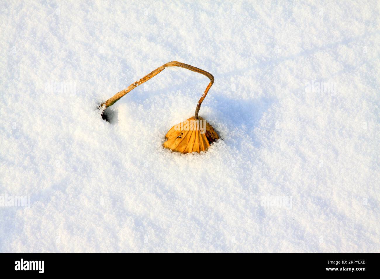 White lotus flower in snow hi-res stock photography and images - Alamy