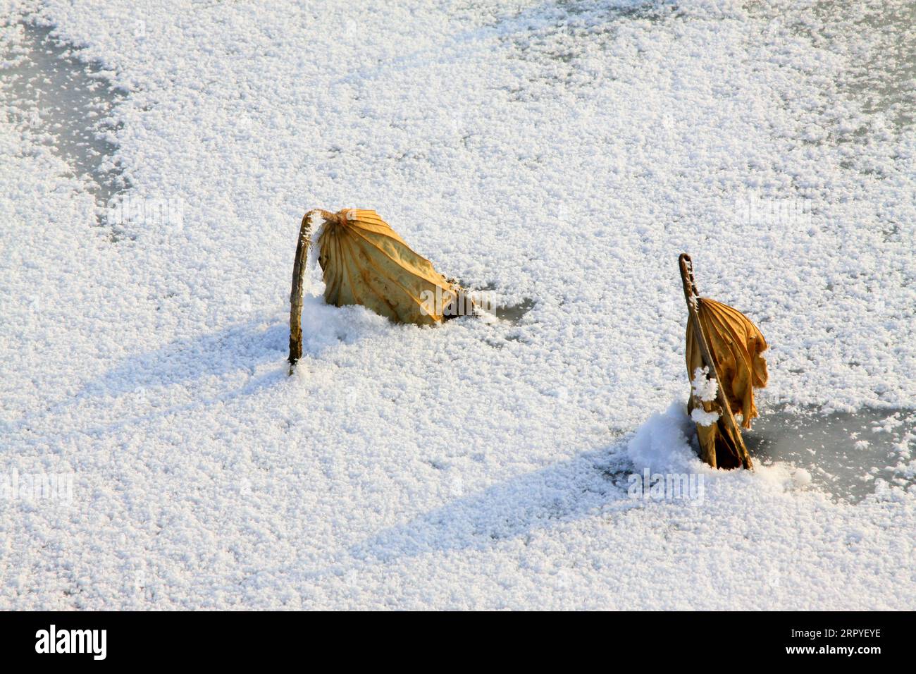 Snow lotus flower hi-res stock photography and images - Alamy