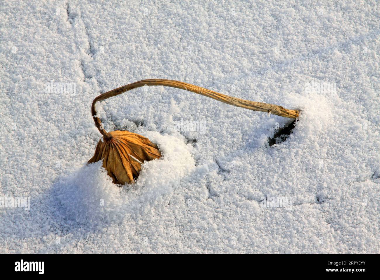 White lotus flower in snow hi-res stock photography and images - Alamy