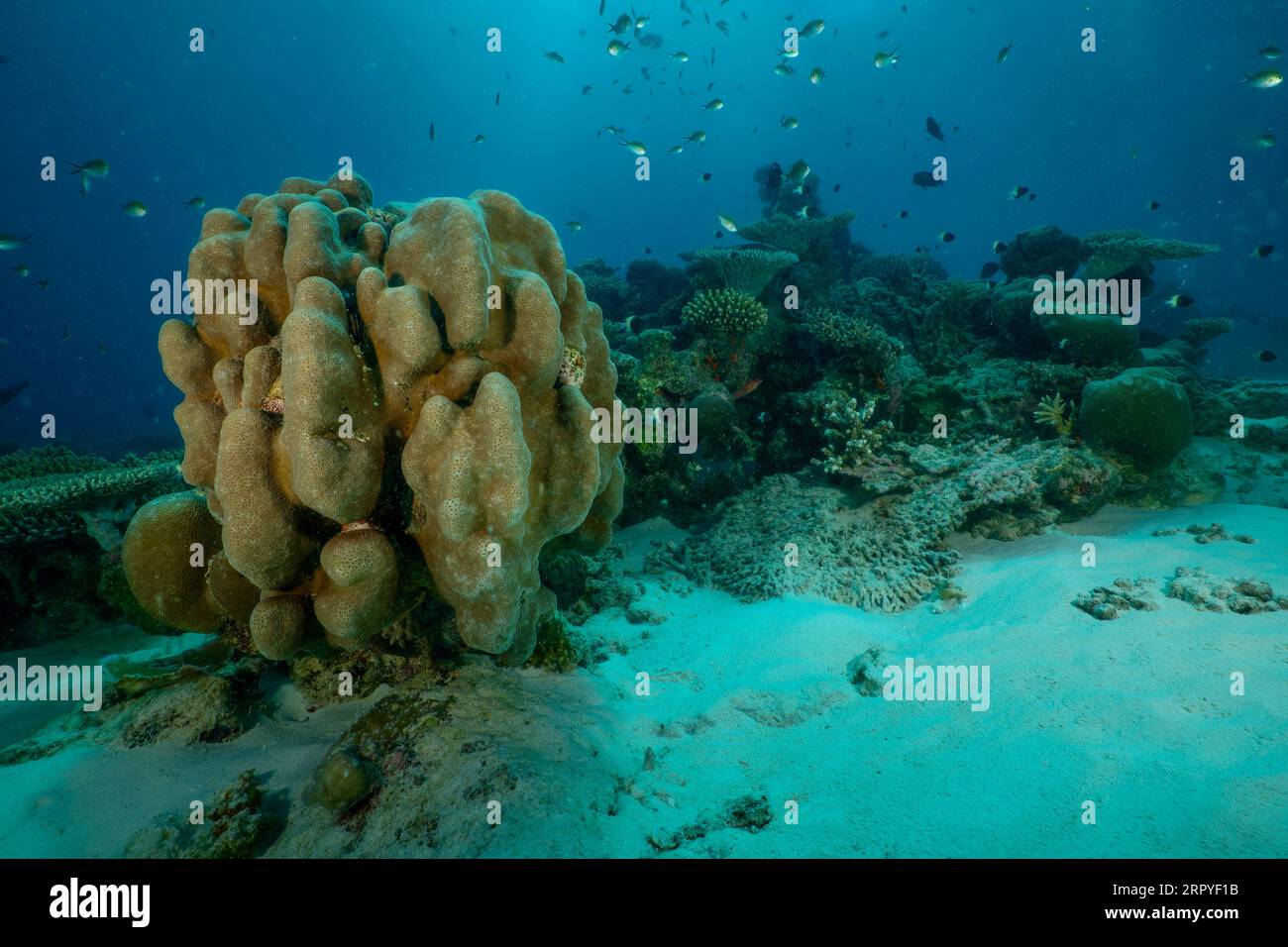 dive one the reef of Boueni passage in south of Mayotte lagoon Indian ...