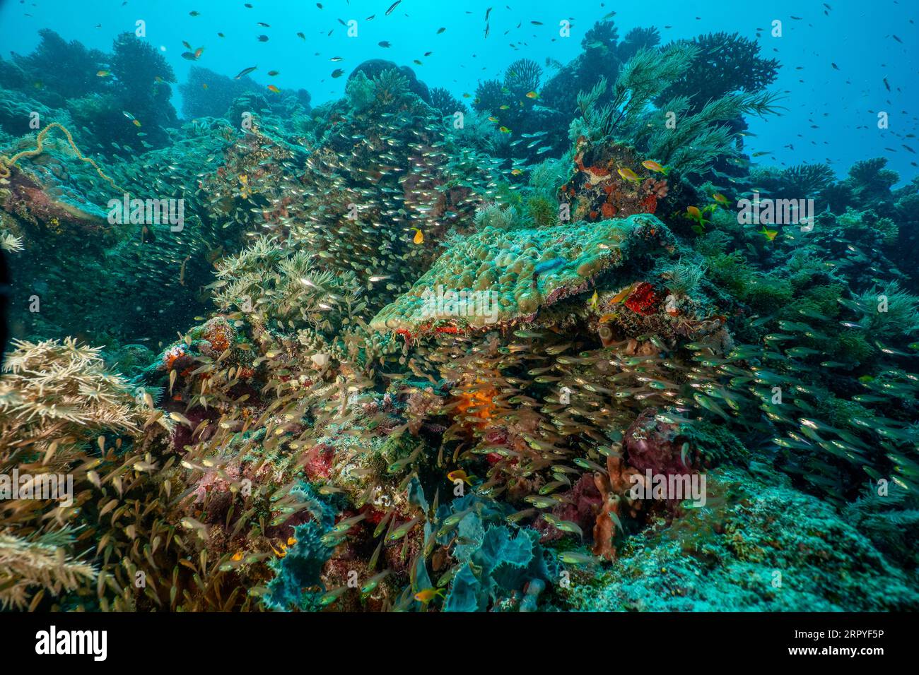 dive one the reef of Boueni passage in south of Mayotte lagoon Indian ...