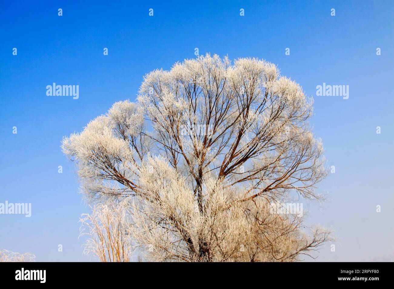 rime tree branches under the blue sky background, closeup of photo ...