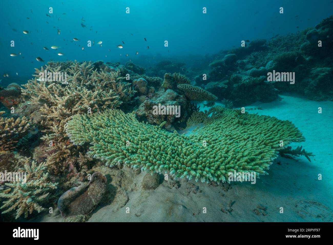 dive one the reef of Boueni passage in south of Mayotte lagoon Indian ...