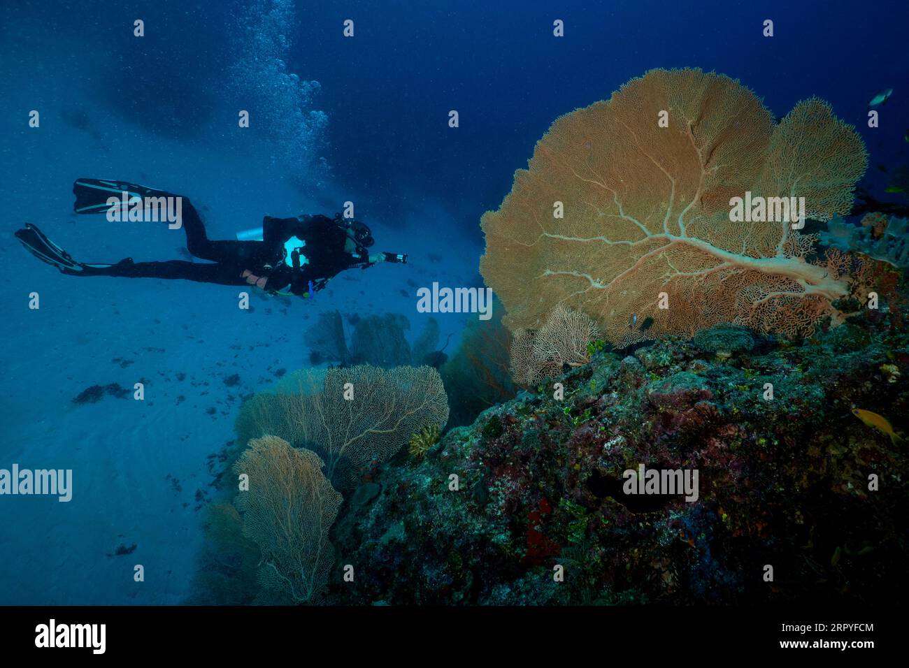 dive one the reef of Boueni passage in south of Mayotte lagoon Indian ...