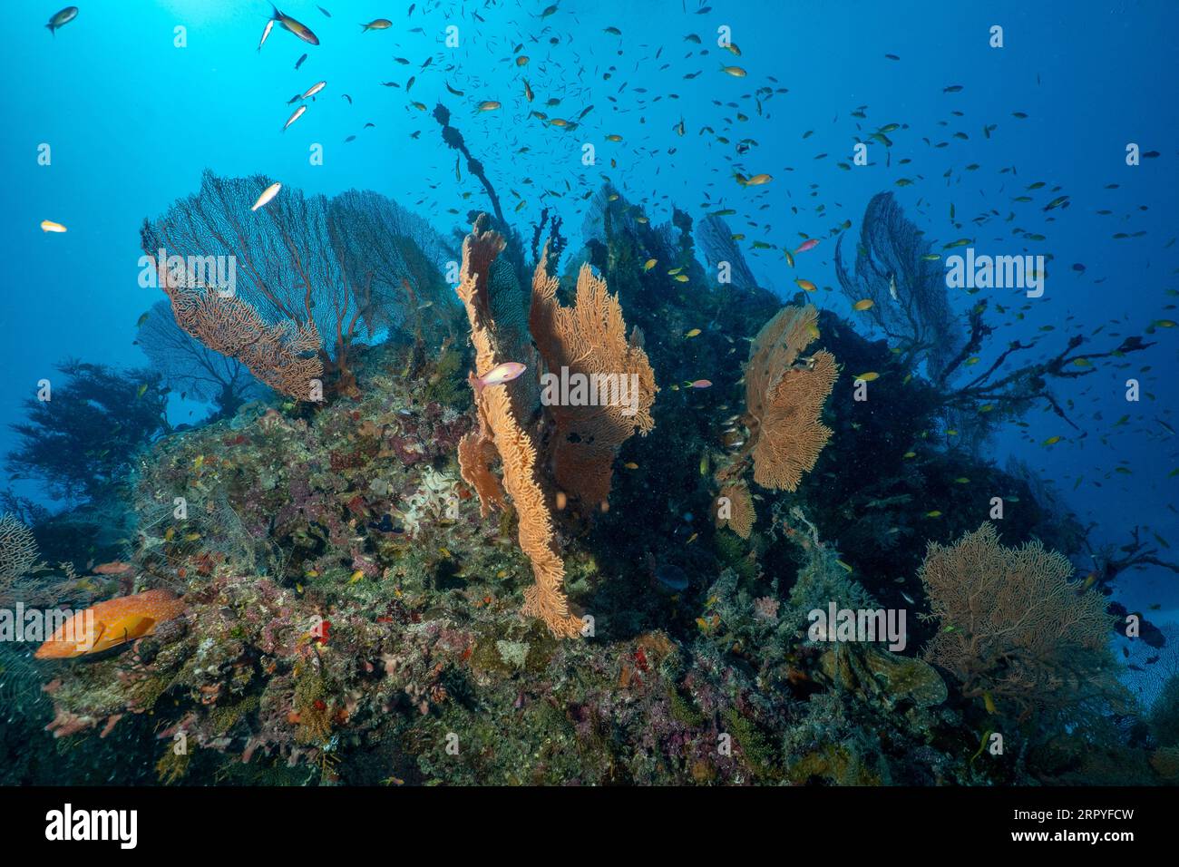 dive one the reef of Boueni passage in south of Mayotte lagoon Indian ...