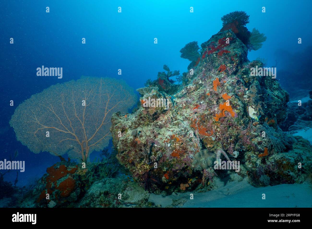 dive one the reef of Boueni passage in south of Mayotte lagoon Indian ...