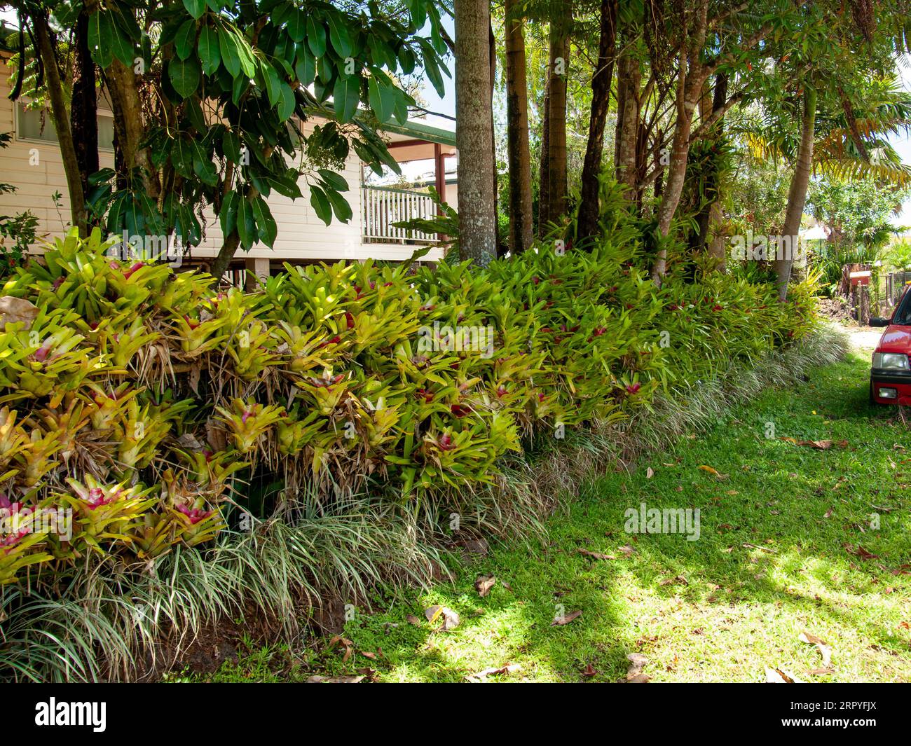 Fenceline: Fenceline of Bromeliad Neoregelia Compacta, cultivated ...