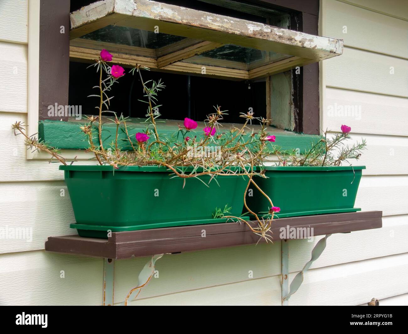 Window ledge planter boxes with flowering pigface plants, cultivated ...