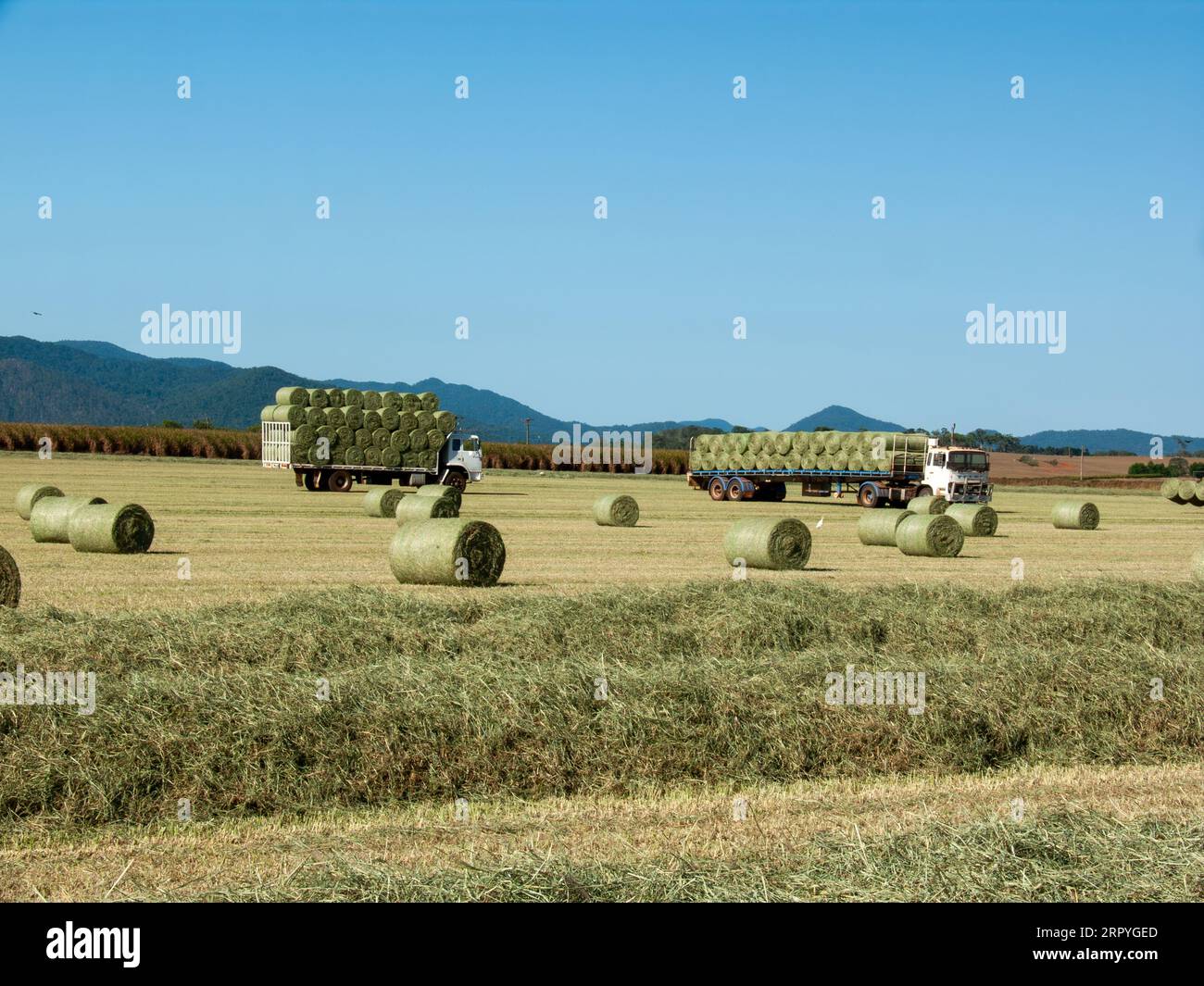 Harvesting Hay, Round Hay Bales, Kairi, Australia Stock Photo - Alamy
