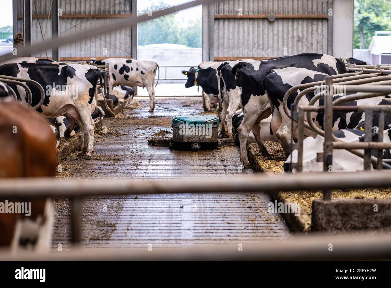 Ahaus, Germany. 16th Aug, 2023. An automated slat pusher takes over ...