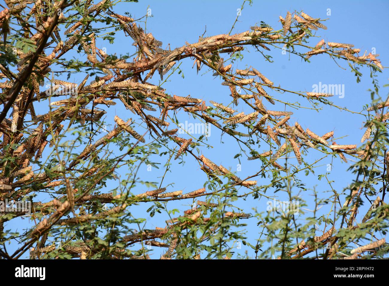 200702 -- SUKKUR PAKISTAN, July 2, 2020 -- Locusts are seen on a tree ...