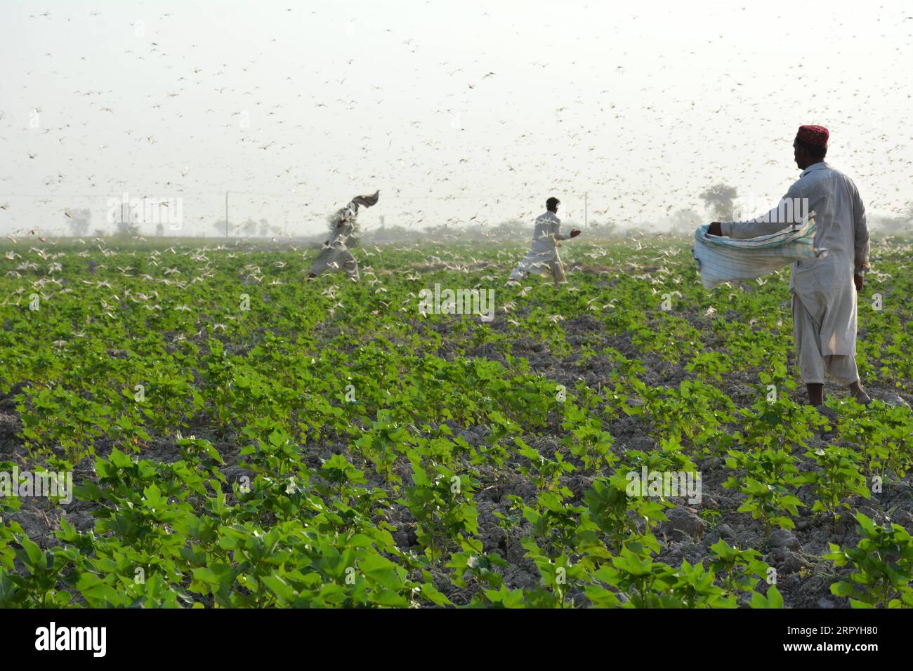 200702 -- SUKKUR PAKISTAN, July 2, 2020 -- Pakistani farmers are ...