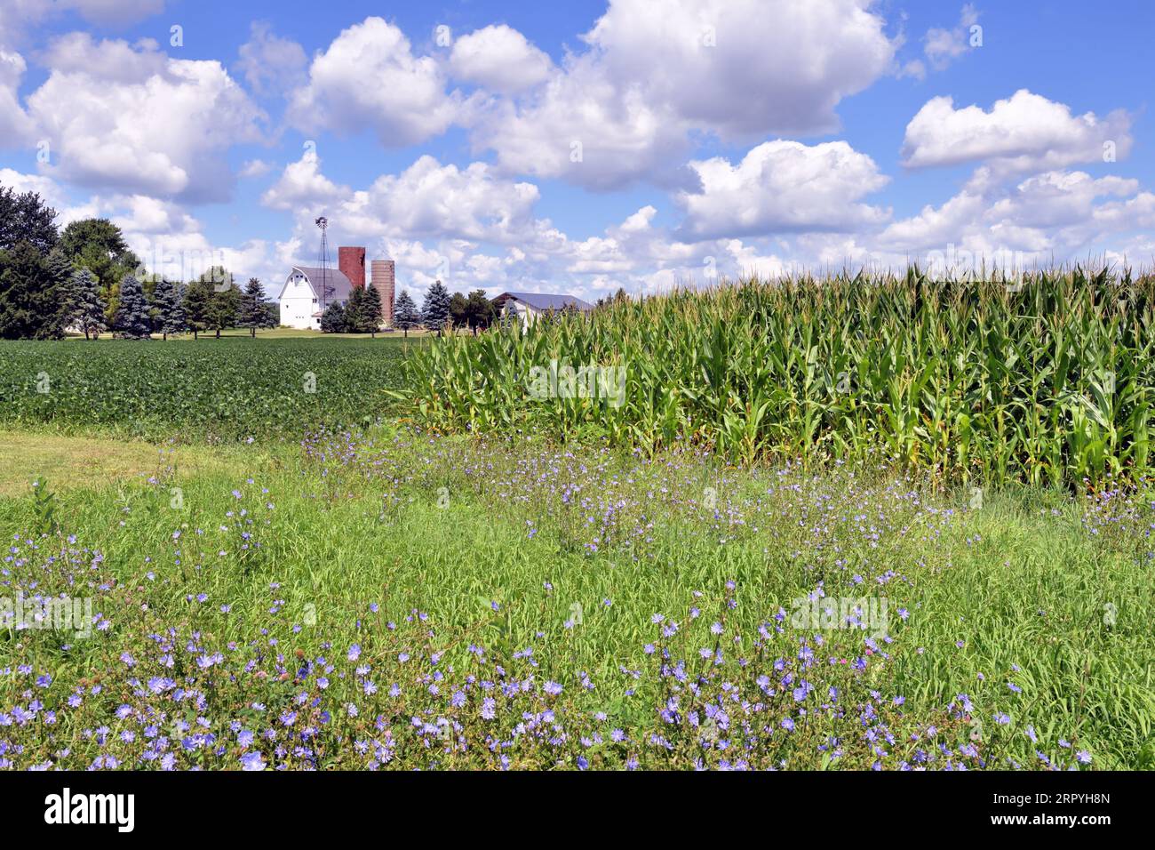 Maple Park, Illinois, USA. Layers of wildflowers, grass and maturing ...