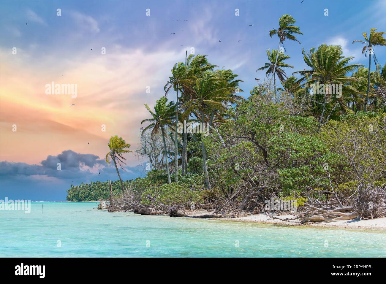A paradise island beach palms and clear turquoise ocean water in French ...